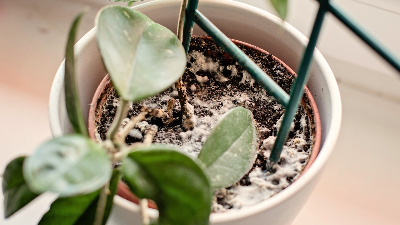 White Mold on Houseplant Soil: What it Means and What to Do