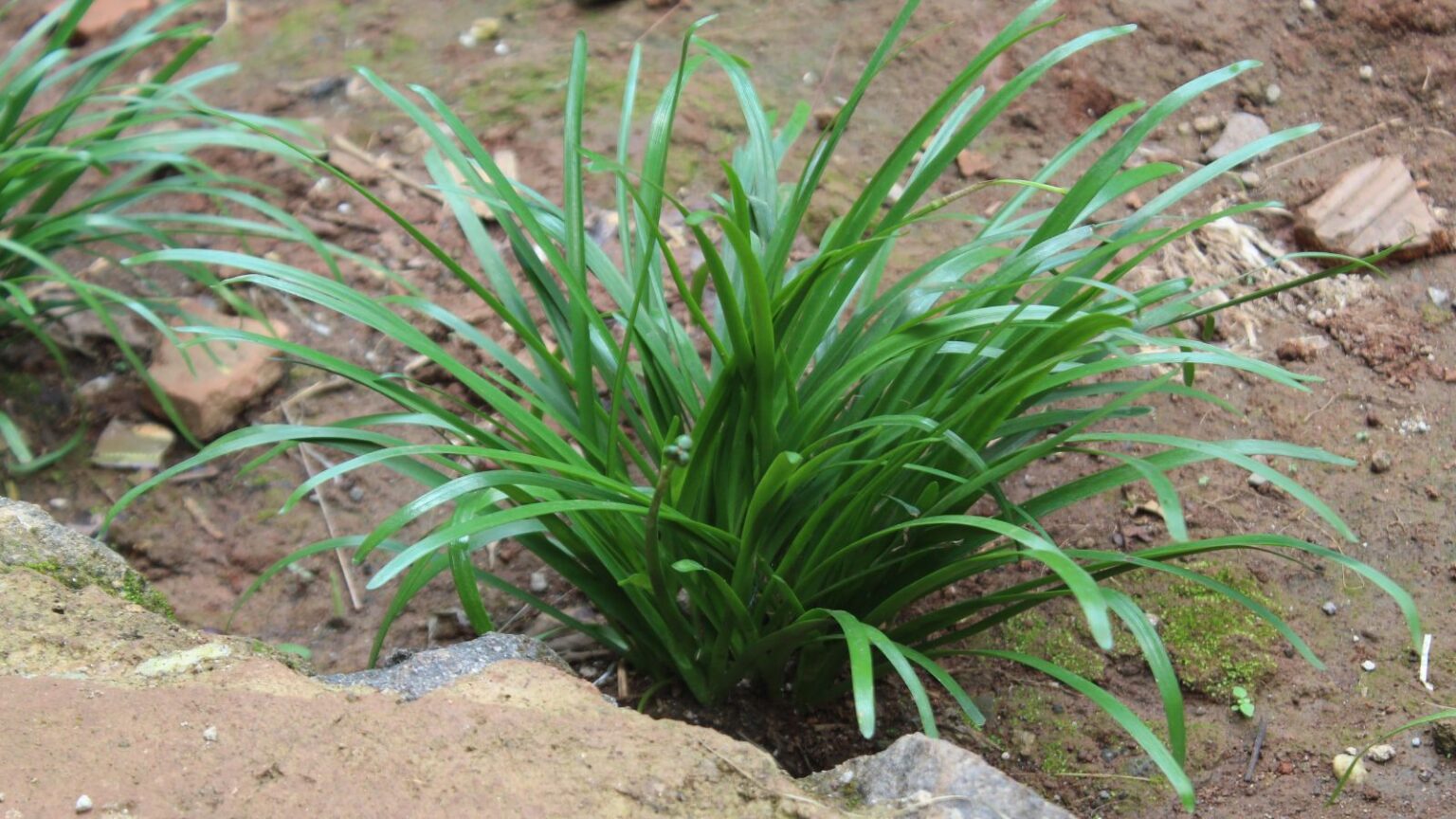 How to Plant, Grow, and Care for Ophiopogon Japonicus