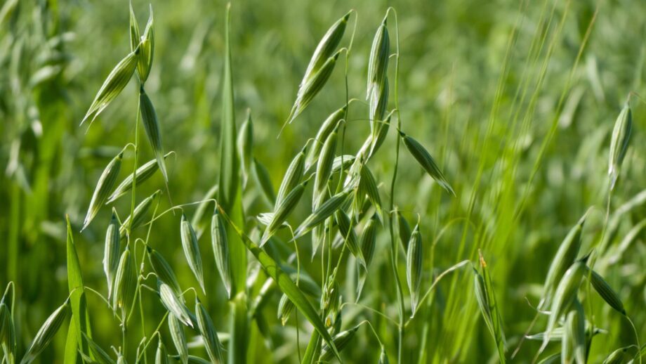 How to Plant, Grow, and Care for Oats