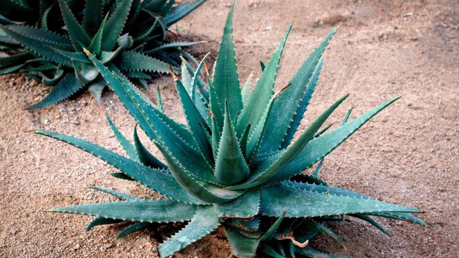 21 Best Plants To Grow Around Your Pool