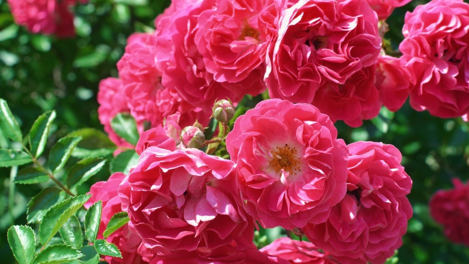 How to Plant, Grow, and Care for 'Zephirine Drouhin' Roses