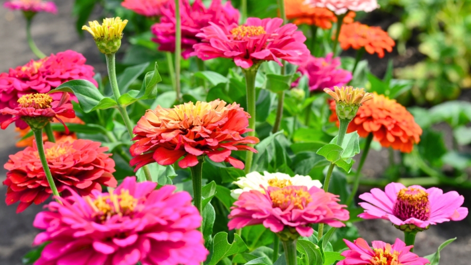 How to Plant, Grow, and Care For Beautiful Zinnia Flowers