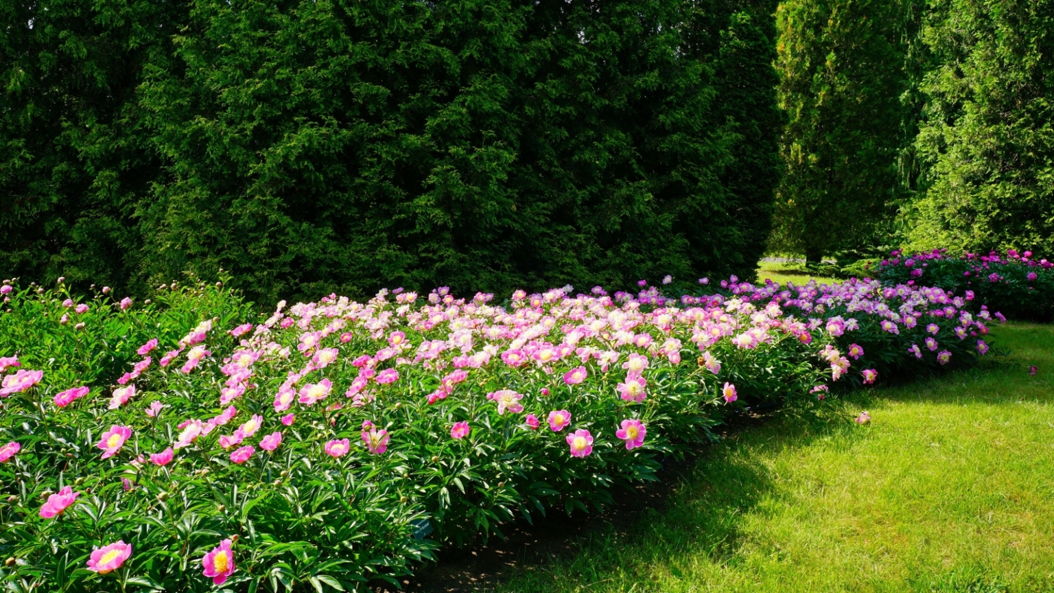 How to Plant, Grow, and Care for Tree Peonies
