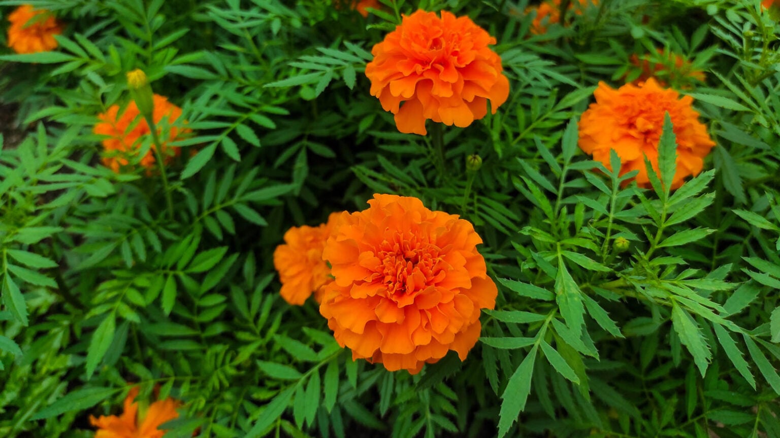 30 Types Of Marigolds You Should Be Growing