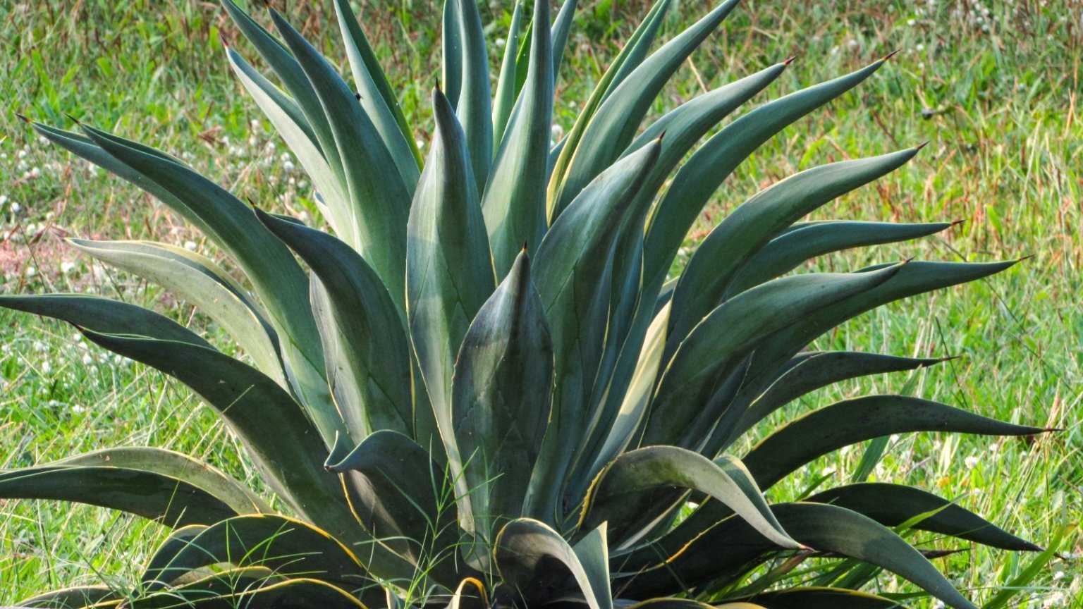 How to Propagate Agave From Leaf Cuttings