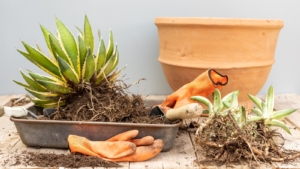 How to Propagate Agave From Leaf Cuttings