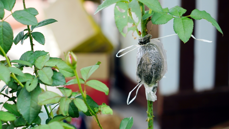 A Comprehensive Guide to Rose Propagation