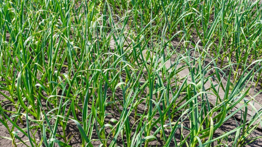 How to Plant, Grow, and Care for Montana Zemo Hardneck Garlic