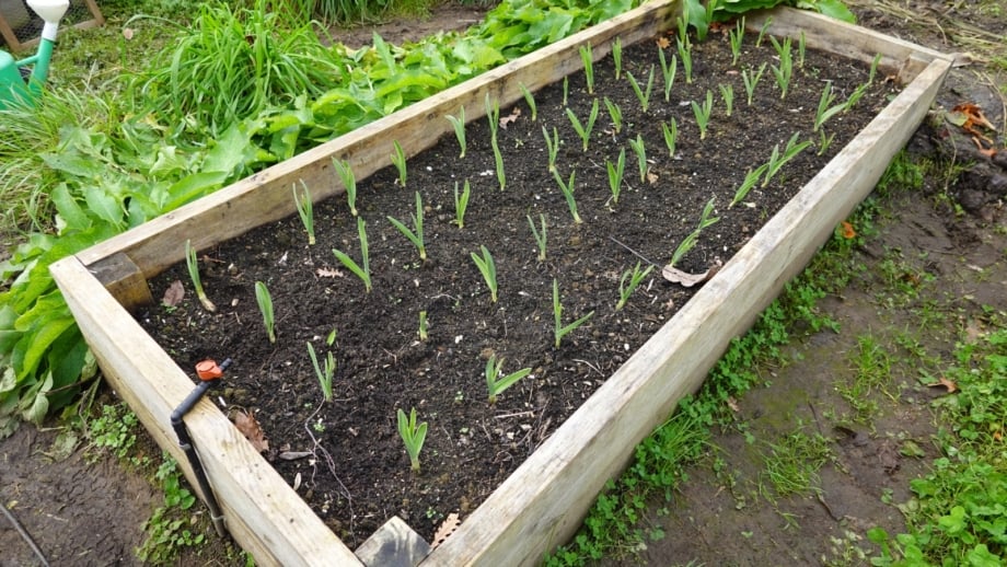 How to Plant, Grow, and Care for Montana Zemo Hardneck Garlic