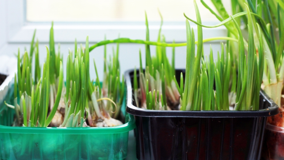How to Plant, Grow, and Care for Montana Zemo Hardneck Garlic