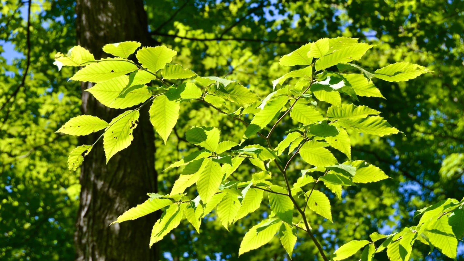 How to Plant, Grow, and Care for American Beech Trees