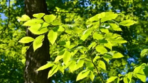 How to Plant, Grow, and Care for American Beech Trees