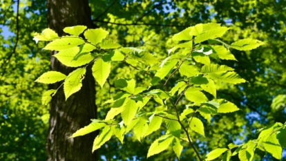 How to Plant, Grow, and Care for American Beech Trees
