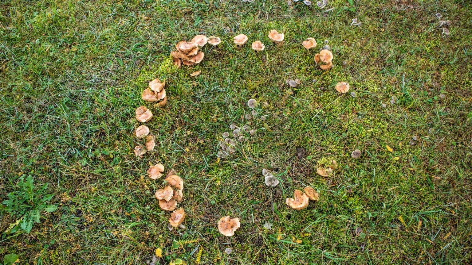 What Are Fairy Rings, and What Do They Mean For Your Garden?