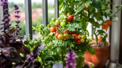 How To Create A Balcony Garden For Complete Beginners