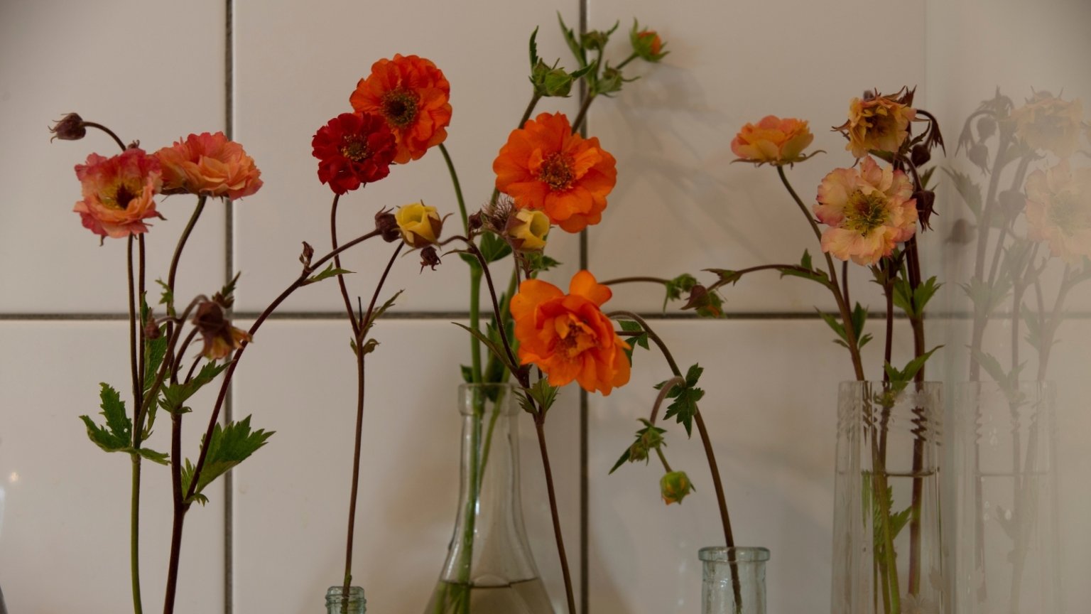 How to Plant, Grow, and Care For Geum Flowers