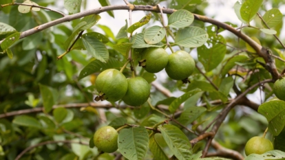 How to Plant, Grow, and Care For ‘Thai White’ Guava Trees