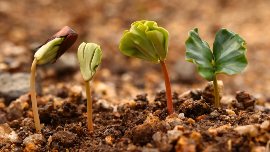 How to Plant, Grow, and Care for American Beech Trees
