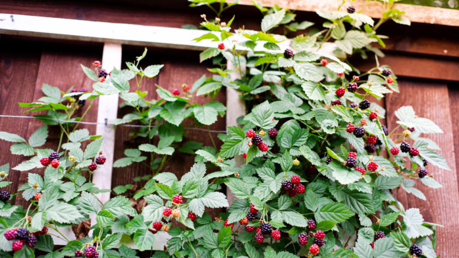 How to Plant, Grow, and Care for Marionberries