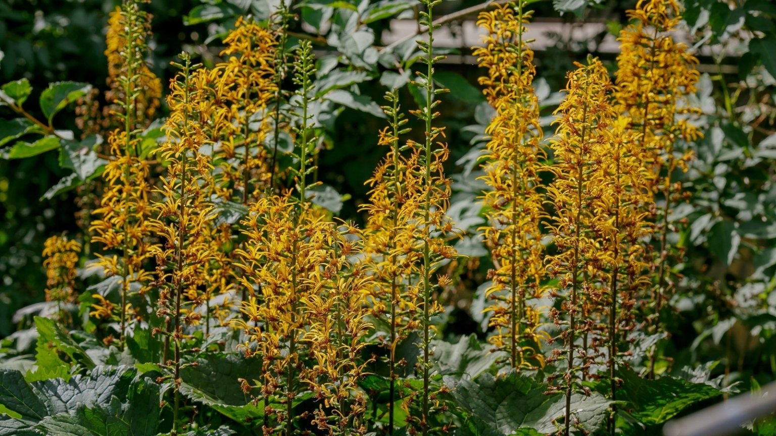 How to Plant, Grow, and Care For Ligularia