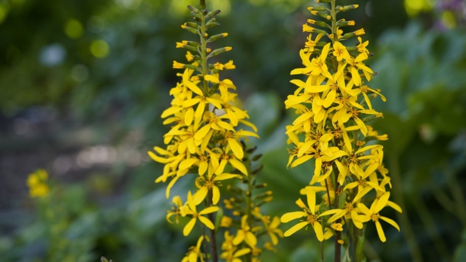 How to Plant, Grow, and Care For Ligularia