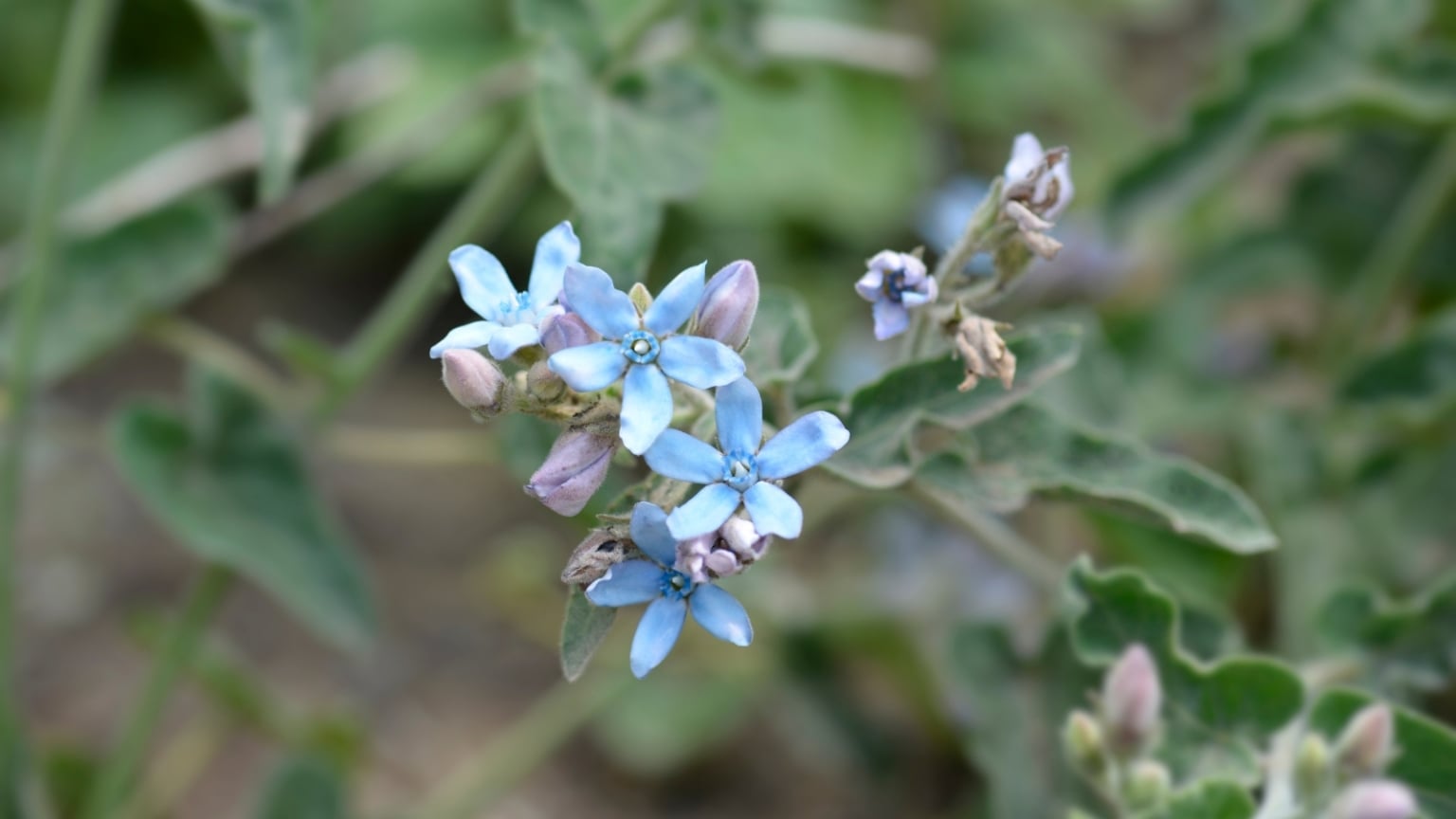 How to Plant, Grow, and Care for Tweedia