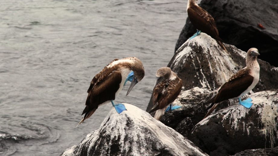 How to Use Seabird Guano in the Garden