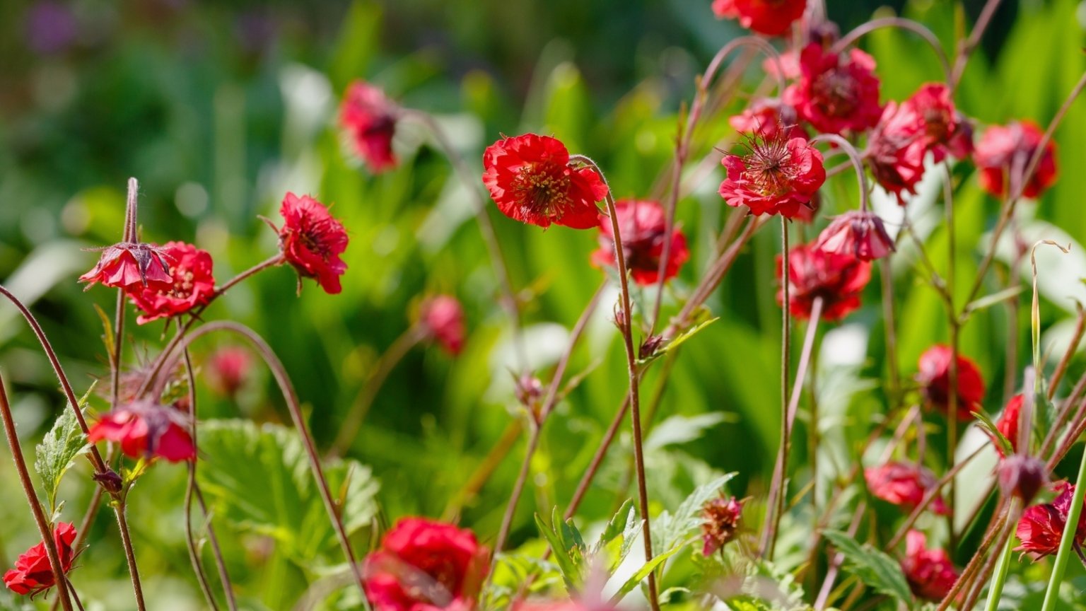 How to Plant, Grow, and Care For Geum Flowers