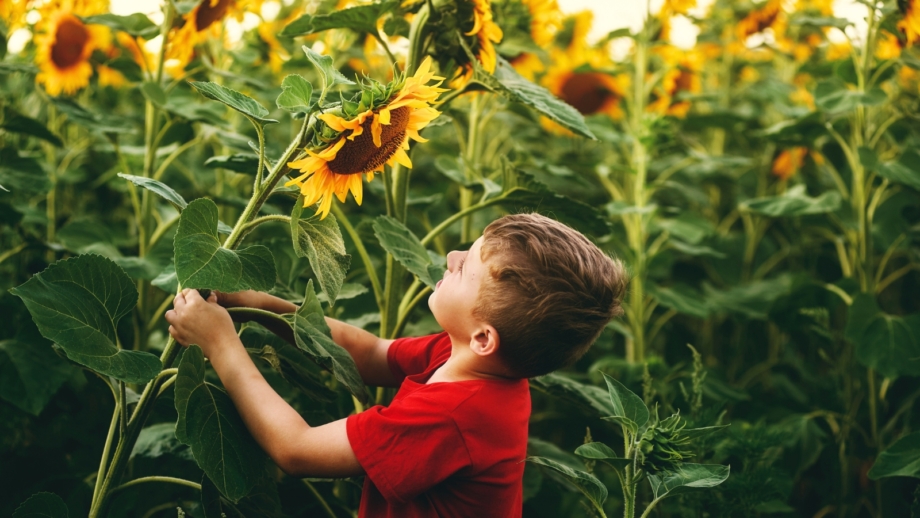 17 Easy Garden Projects You Can Do With Your Kids