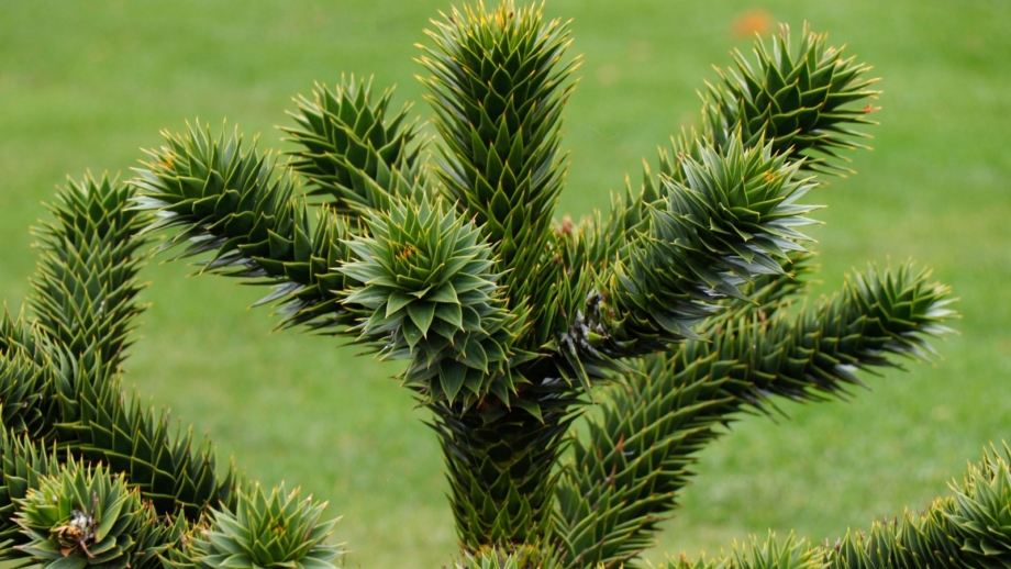 How to Plant, Grow, and Care for Monkey Puzzle Trees