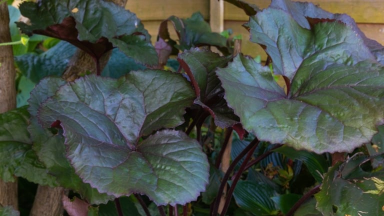 How to Plant, Grow, and Care For Ligularia