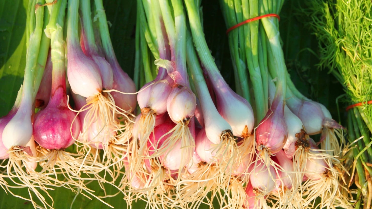 How to Plant, Grow, and Care for Shallots