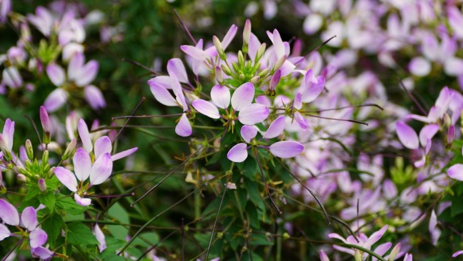 How to Plant, Grow, and Care for Cleome Flowers