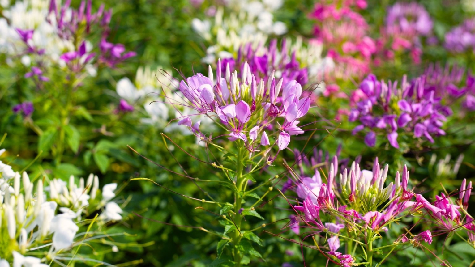 How to Plant, Grow, and Care for Cleome Flowers