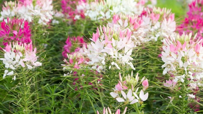 How to Plant, Grow, and Care for Cleome Flowers