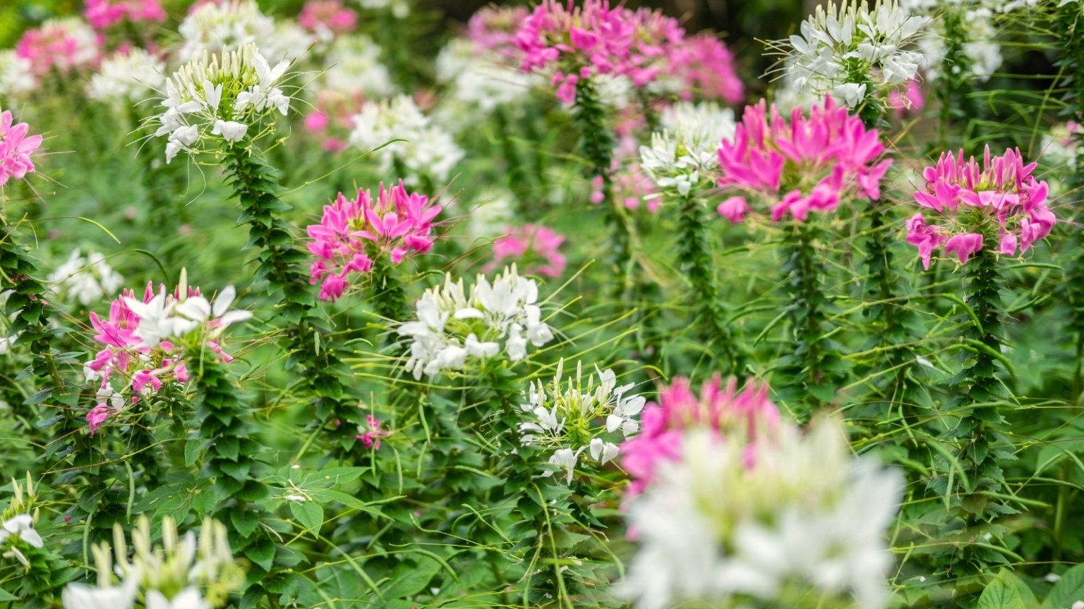 How to Plant, Grow, and Care for Cleome Flowers
