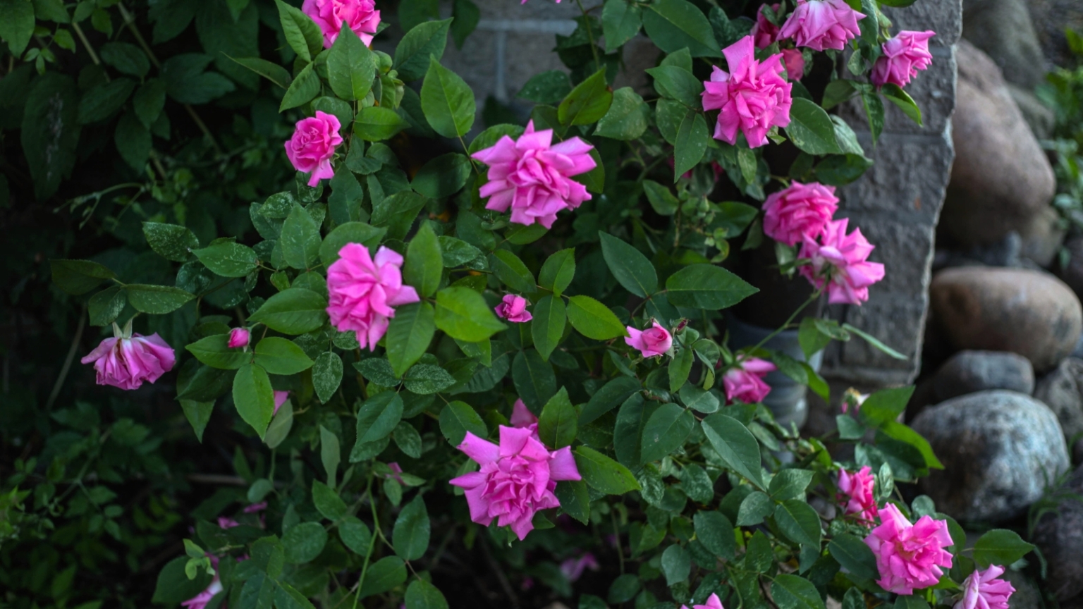 How to Plant, Grow, and Care for 'Zephirine Drouhin' Roses