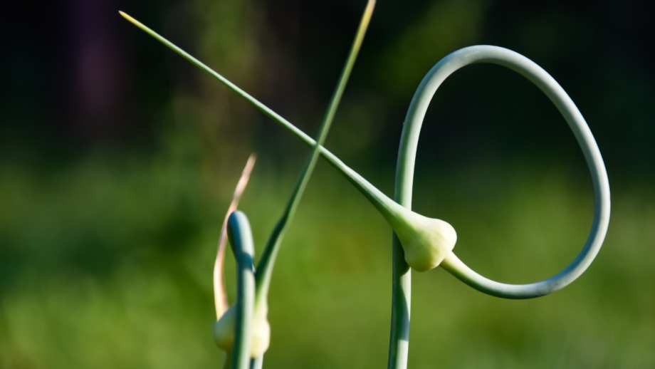How to Plant, Grow, and Care for Montana Zemo Hardneck Garlic