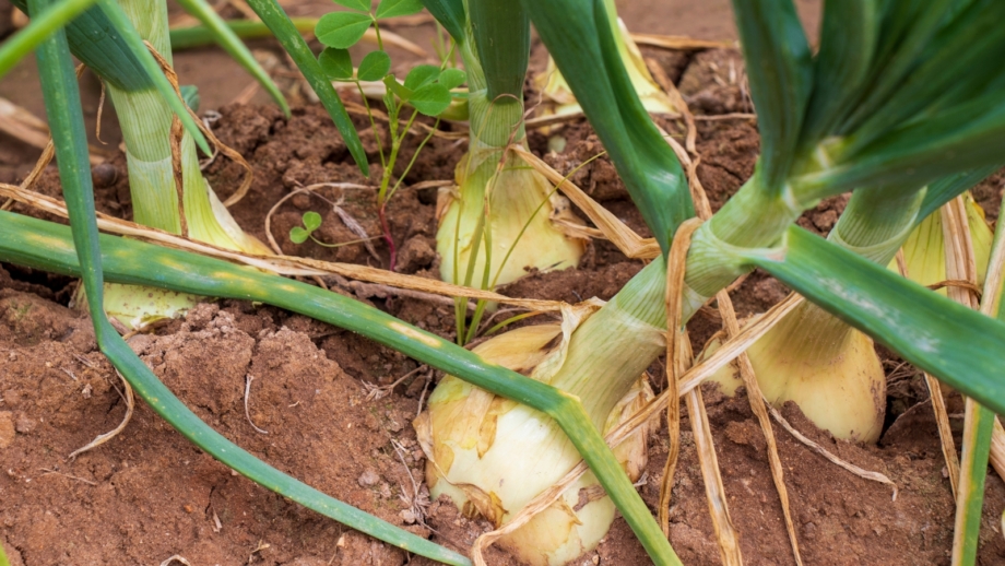 How to Plant, Grow, and Care for Montana Zemo Hardneck Garlic