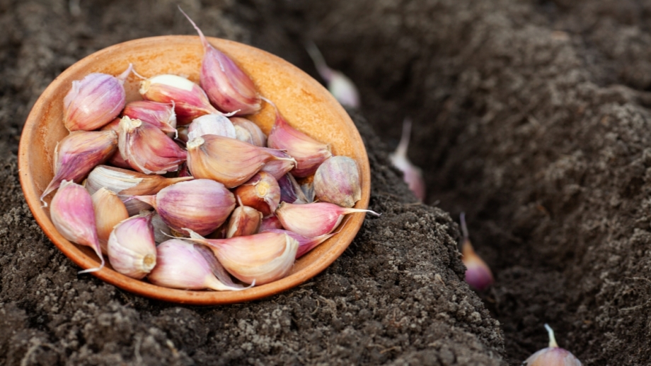 How to Plant, Grow, and Care for Romanian Red Hardneck Garlic
