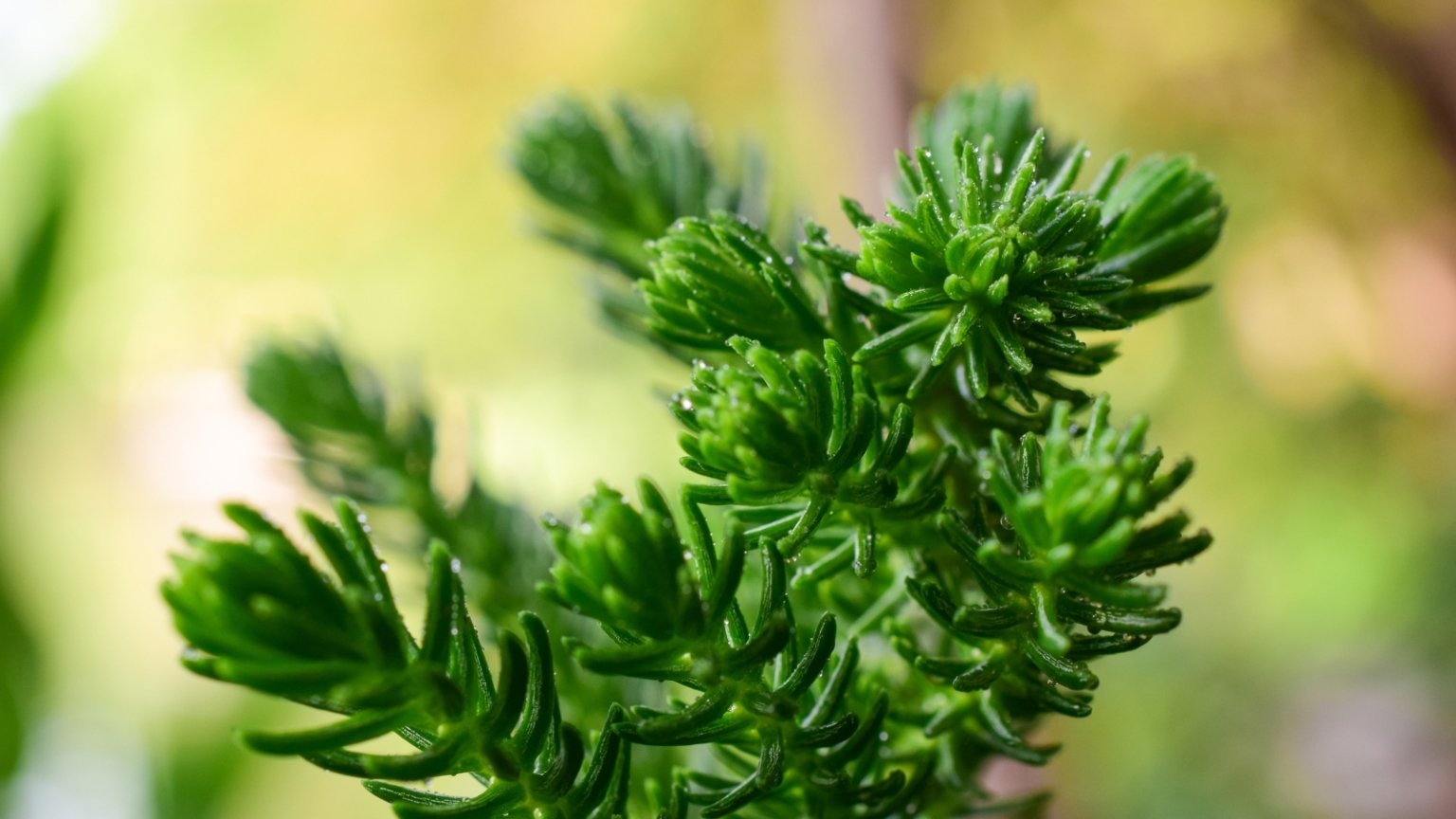 How to Plant, Grow, and Care for Monkey Puzzle Trees