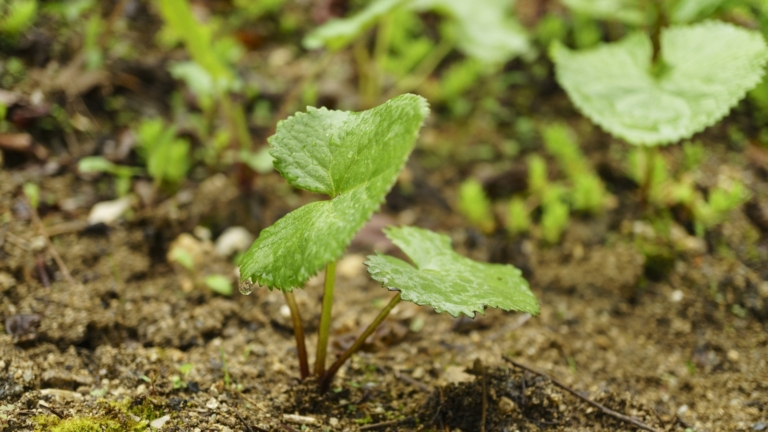 How to Plant, Grow, and Care For Ligularia