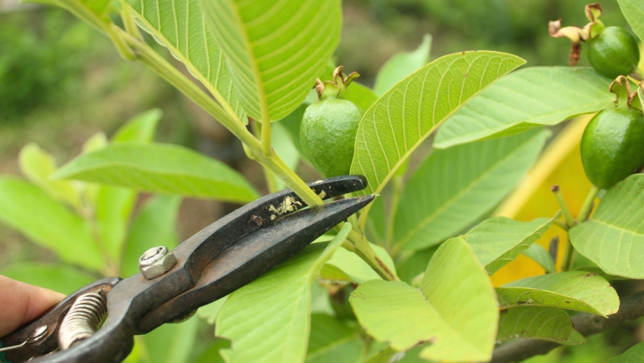 How to Plant, Grow, and Care For ‘Thai White’ Guava Trees