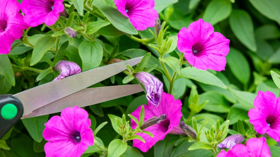 21 Plants That Don't Need Deadheading