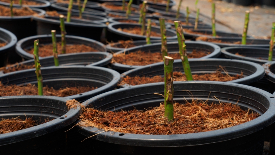 A Comprehensive Guide to Rose Propagation