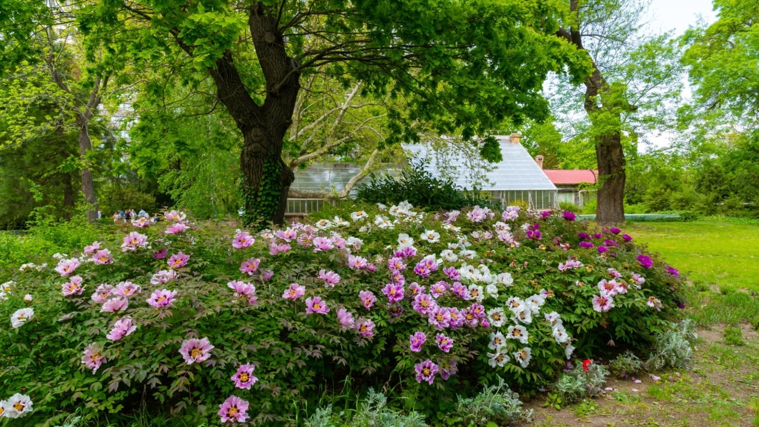 How to Plant, Grow, and Care for Tree Peonies