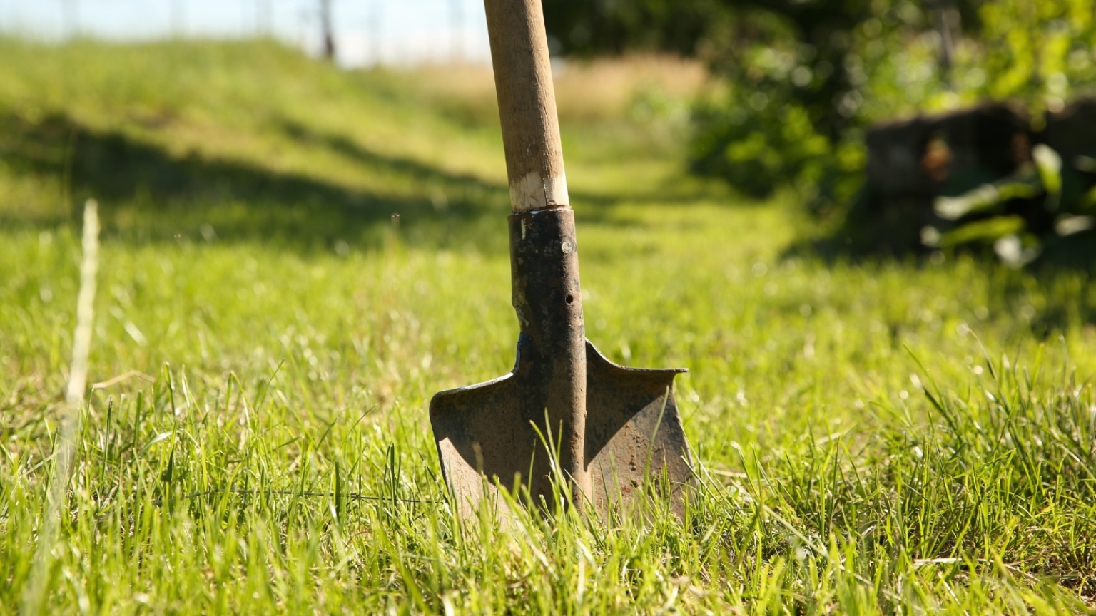 How to Rewild Your Backyard in 7 Easy Steps