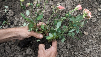 A Comprehensive Guide to Rose Propagation