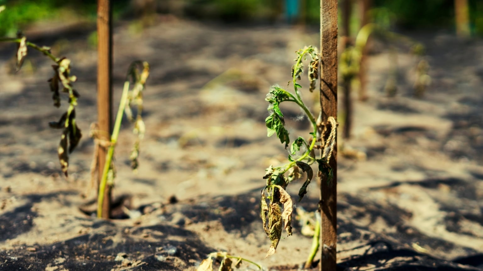 What Is Chlorosis? Treating Iron Deficiency in Plants