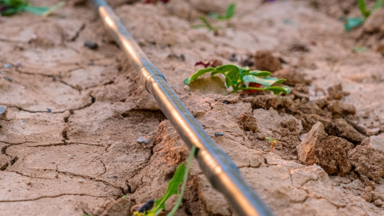 How to Prevent Soil Leaching in the Garden: 6 Expert Tips